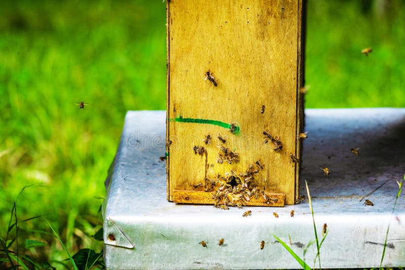 Close-up Image of Bees in Village Garden. Bees Working Hard. Stock ...