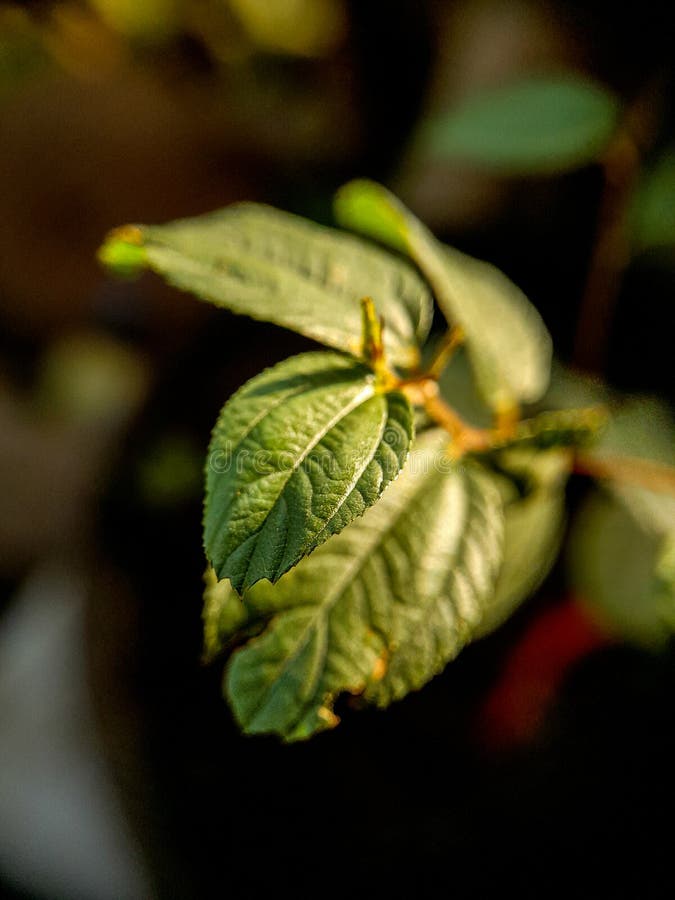 Close Up Image of the Bidara or Widara Leaves Stock Image - Image of ...