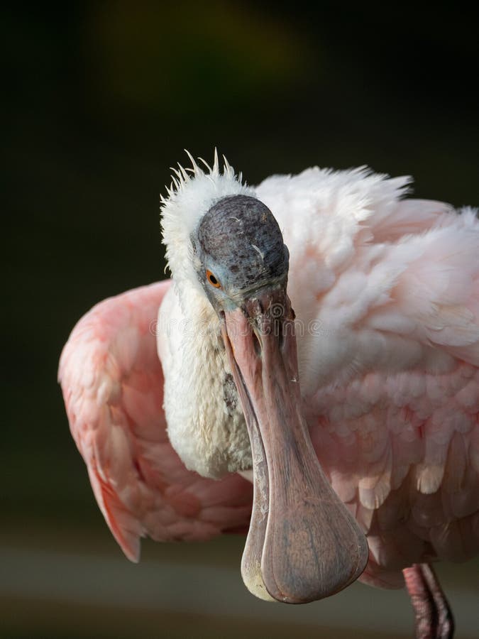 Pink Spoonbill at the Beauval Zoo in France Stock Image - Image of ...