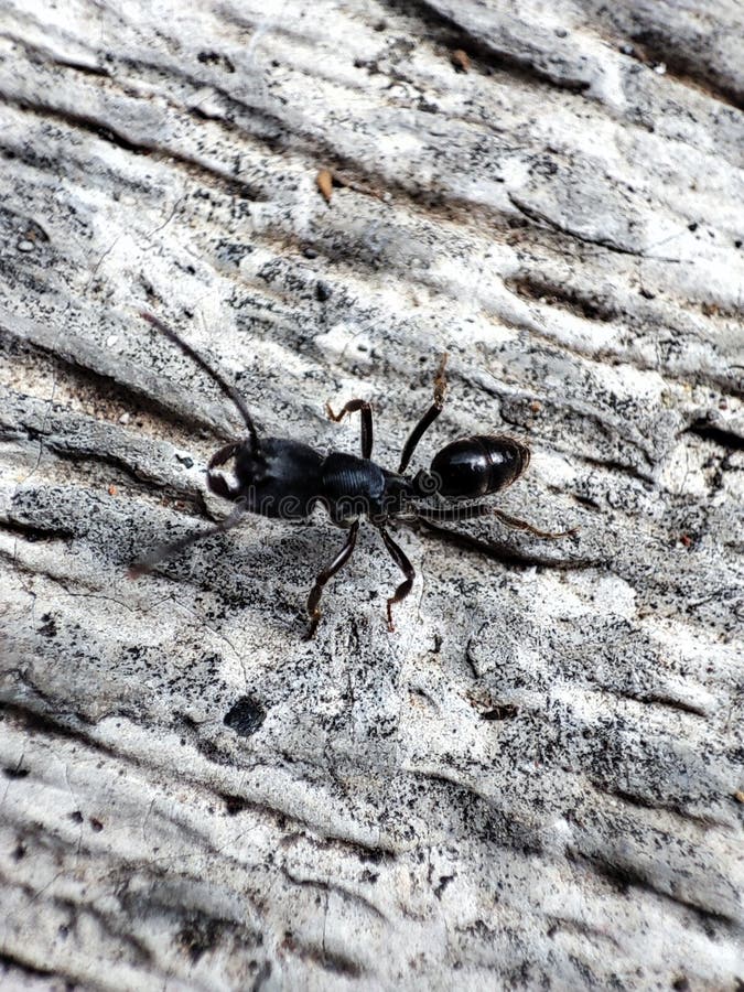 Close Up Image of Black Ant on Rock Stock Image - Image of soil, rock: 262930989