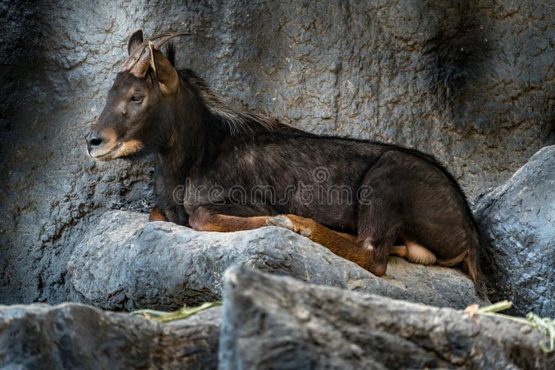 This is an Image of Red Serow or Capricornis Rubidus Stock Image ...