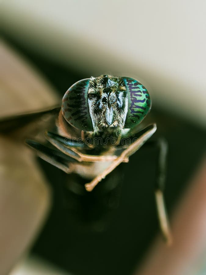 Close-up Image of Black Soldier Fly Head Stock Image - Image of insect ...