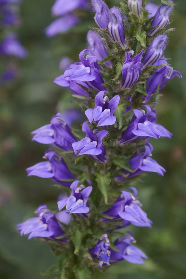 Close-up Image of Blue Cardinal Flower Stock Photo - Image of perennial ...