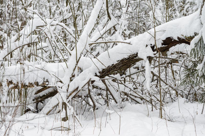 Close Up Image of a Broken Tree Trunk in the Snow in a Snowy Forest ...