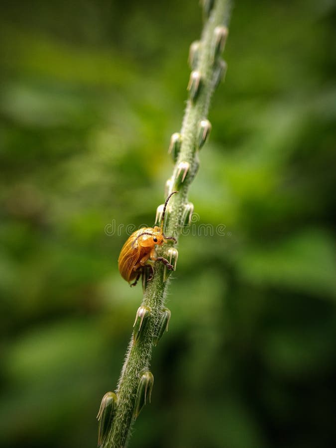 Close Up Image of the Bugs on the Grass Stock Image - Image of animal ...