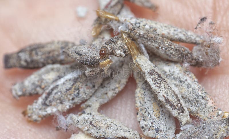 Close Shot of the Bundle of Plaster Bagworm Nestle. Stock Image - Image ...
