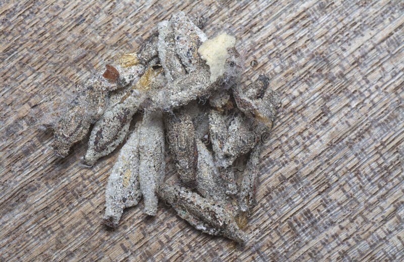Close Shot of the Bundle of Plaster Bagworm Nestle. Stock Photo - Image ...