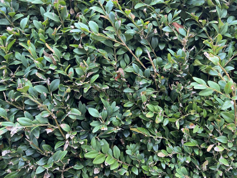 Green Bush with Dead Patches Stock Photo - Image of animal ...