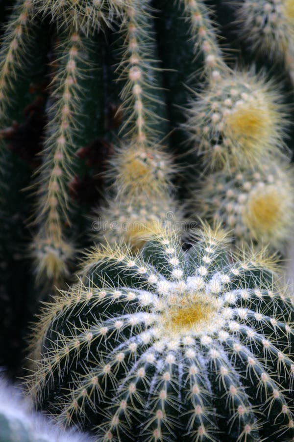 Close up image of cactus stock photo. Image of thorn - 81310656