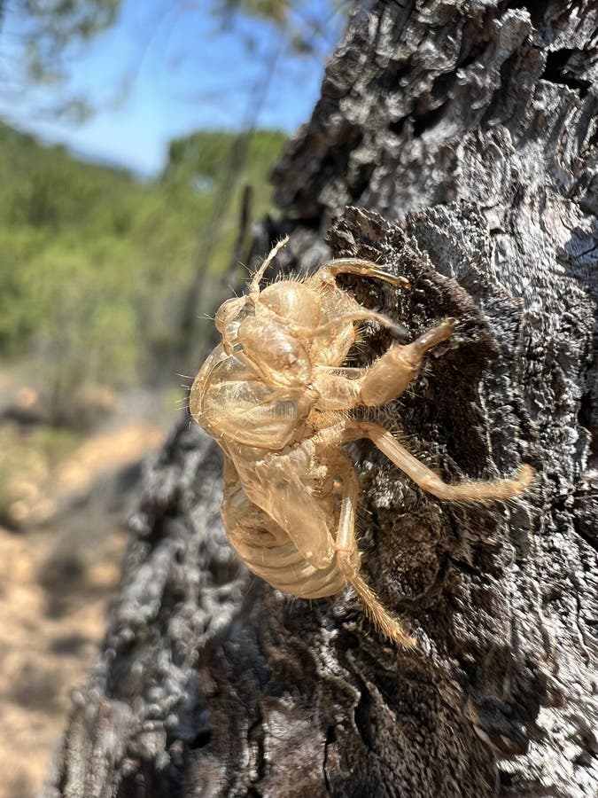 Cicada Exuvia on a Tree Trunk: Macro Shot in Southern France Stock ...