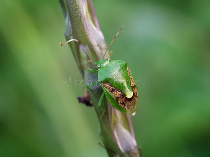Green Stink Bug Walking on a Grass Stem Stock Illustration ...