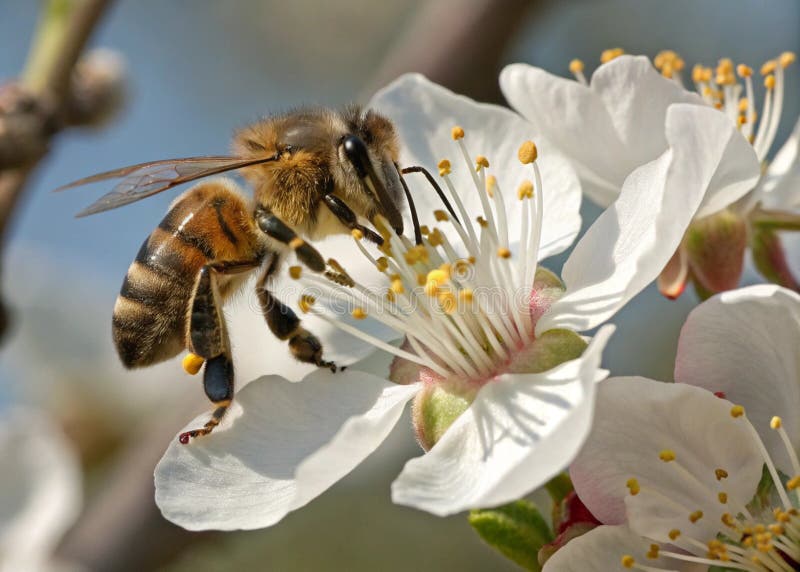 A Detailed View of a Bee S Legs Covered in Golden Pollen Stock ...