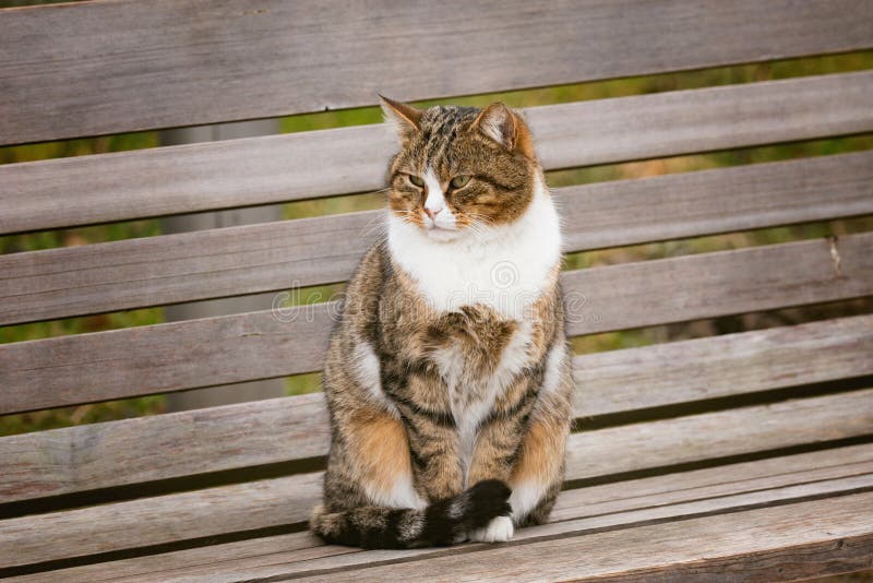 Close up image of the cat stock image. Image of lazy - 368015489