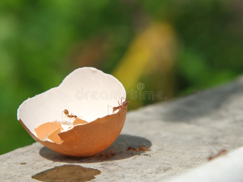 Close Up Image of Chicken Egg Shells Infested with Red Ants. Stock ...