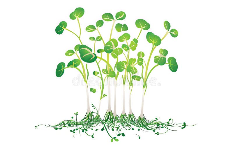 A Close-up Image of a Cluster of Microgreens with Visible Root Systems ...