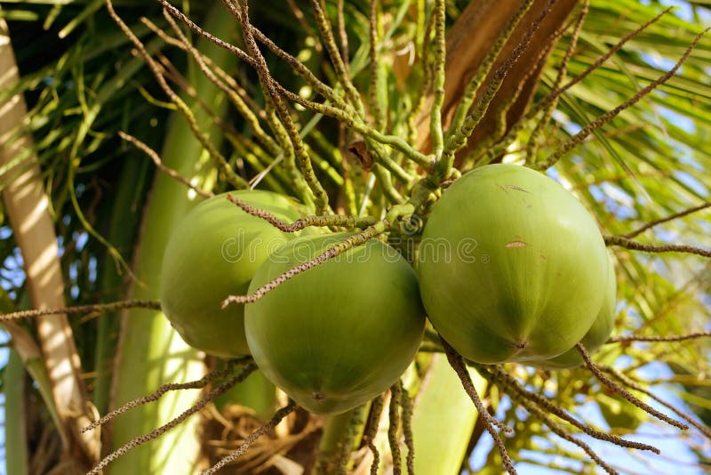 Coco fruits stock photo. Image of asian, refreshment - 29947748