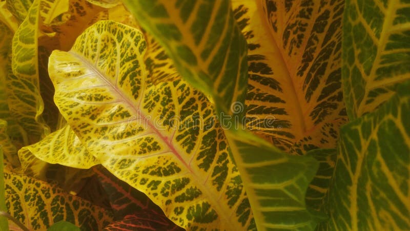 Close Up Image of Codiaeum Variegatum or Puring Plant Stock Image ...