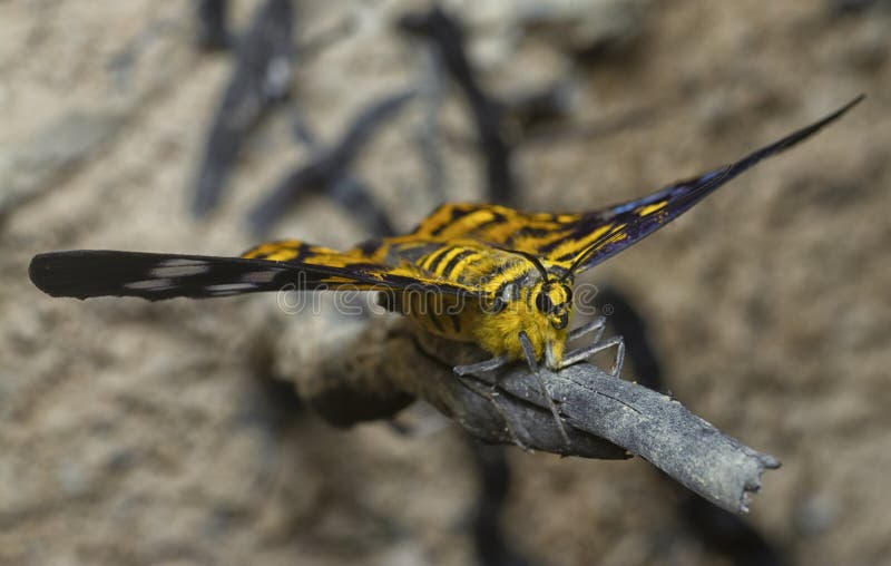 Close Shot of the Colorful False Tiger Moth. Stock Photo - Image of ...