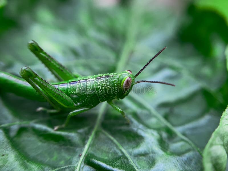 Common Green Grasshopper (Omocestus Viridulus) on Grass Blade Stock ...