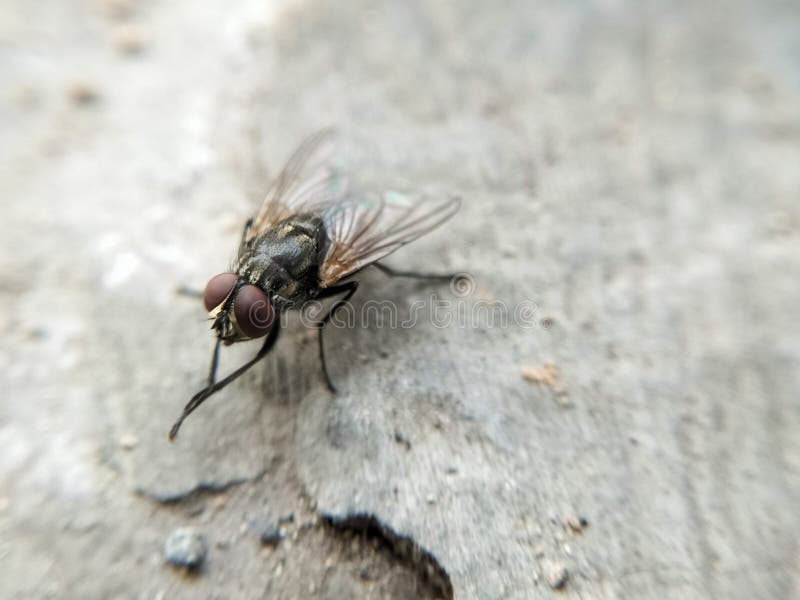 A Close-up Image of a Common Housefly on a Textured Surface Stock Photo ...