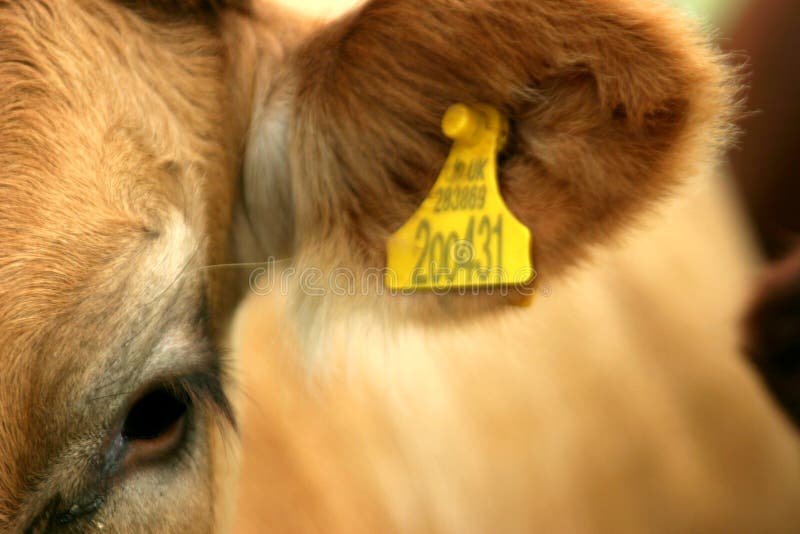 A Close Up Image of a Cow`s Ear Showing Her Tag Editorial Photo - Image ...