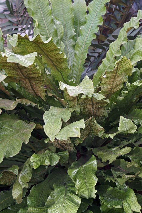 Close Up Image of Crocodile Fern Stock Photo - Image of polypodiaceae ...
