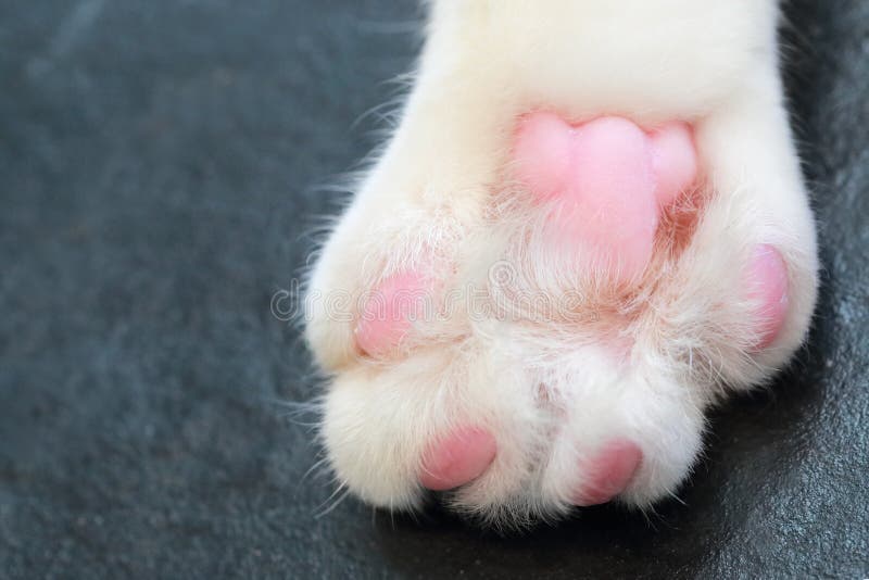 Close Up Image of Cute Cat Paw Closeup Image Stock Photo - Image of ...