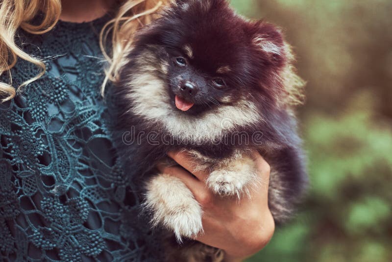 Close-up Image of a Cute Spitz Puppy that the Girl Keeps. Stock Image ...
