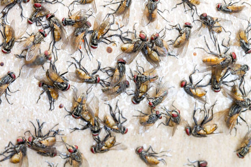 Dead Fly Trapped in the Sticky Hairs of a Sundew Stock Image - Image of ...
