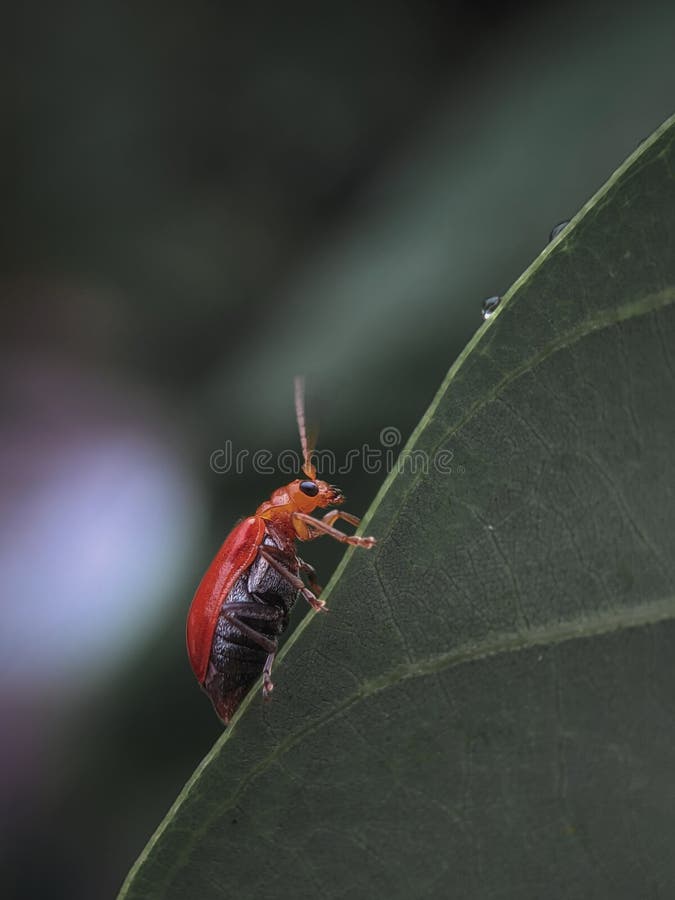 Close Up Image of a Bug on the Leaves Stock Image - Image of leaf ...