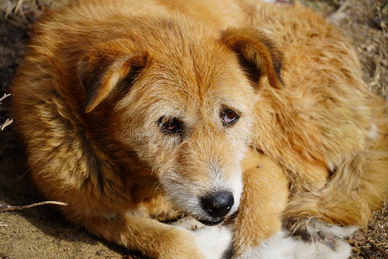 Funny Close Up Pug Wallpaper 1920x1080 Stock Photos - Free & Royalty ...