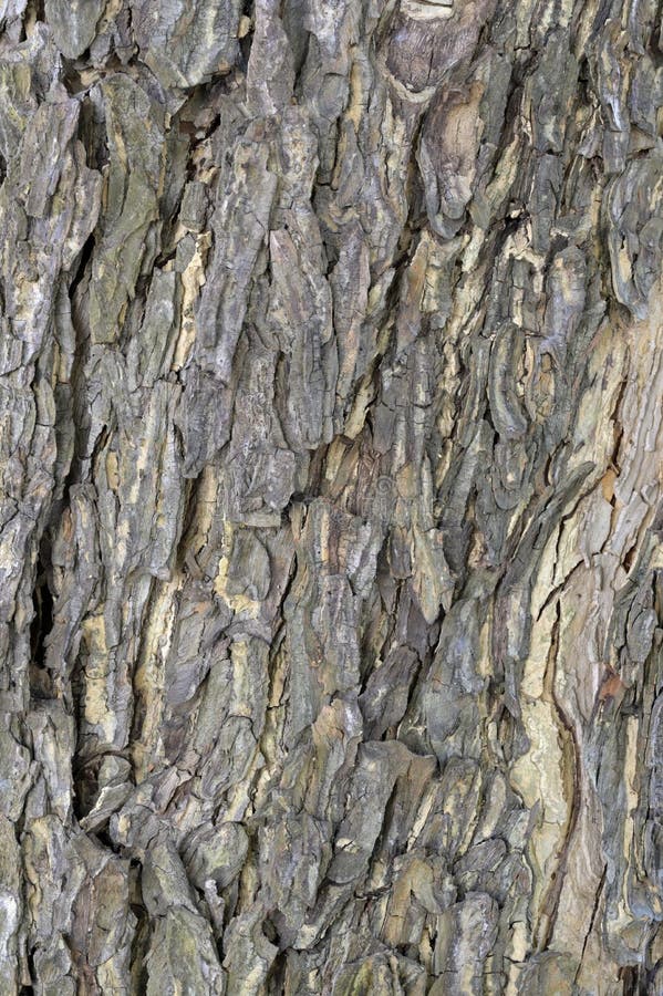 Dry and Crack Scale Bark of a Rain Tree Stock Image - Image of yellow ...