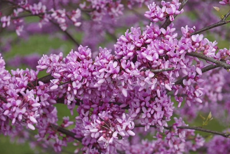 Close-up Image of Eastern Redbud Flowers Stock Image - Image of eastern ...