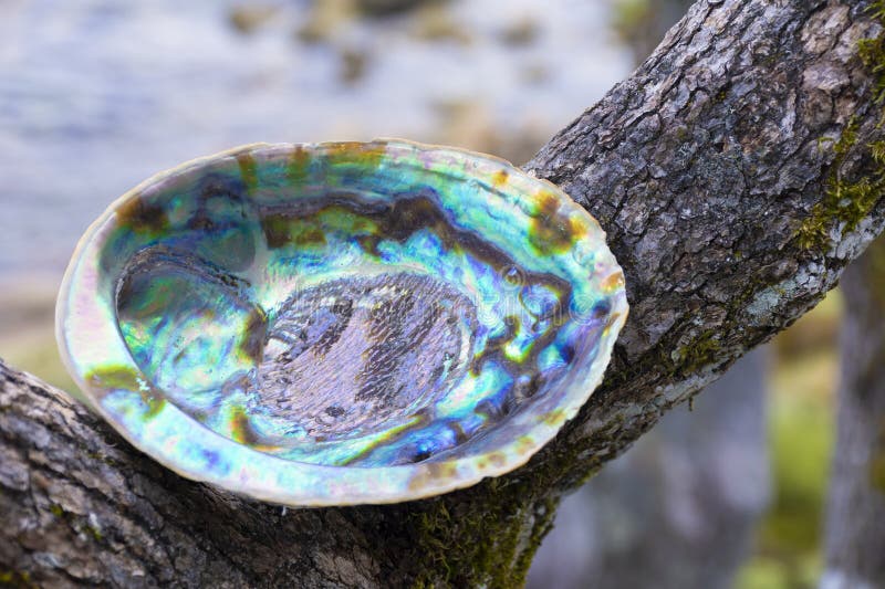 Beautiful Abalone Sea Shell Close Up Stock Image - Image of isolated ...