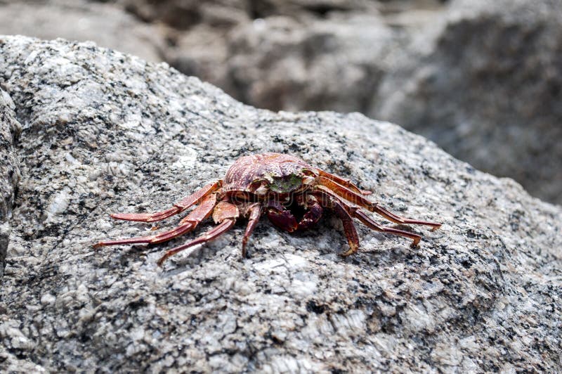 Crab Shell Resting on Sea Stone by the Shore Stock Image - Image of ...