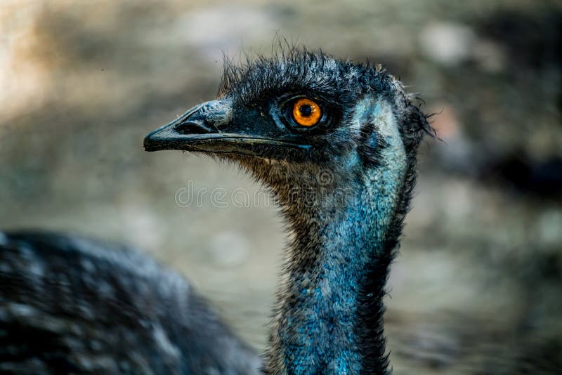Emu stock image. Image of beak, black, neck, wild, hair - 104123405