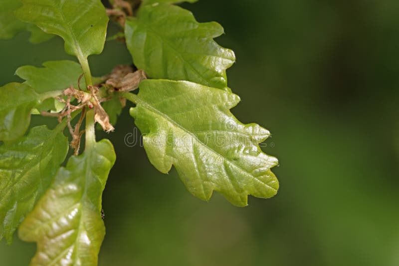 Close Up Image of English Oak Tree Leaves Stock Photo - Image of closeup, yellow: 280956932