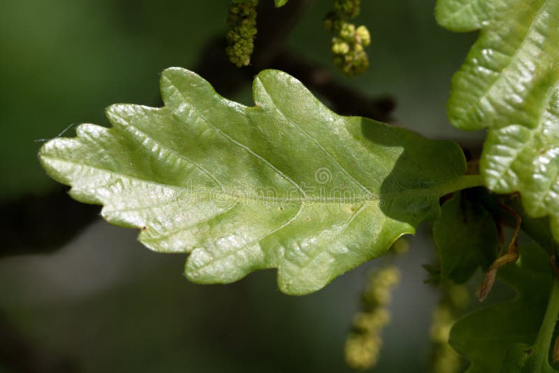 Close Up Image of English Oak Tree Leaves Stock Photo - Image of yellow ...