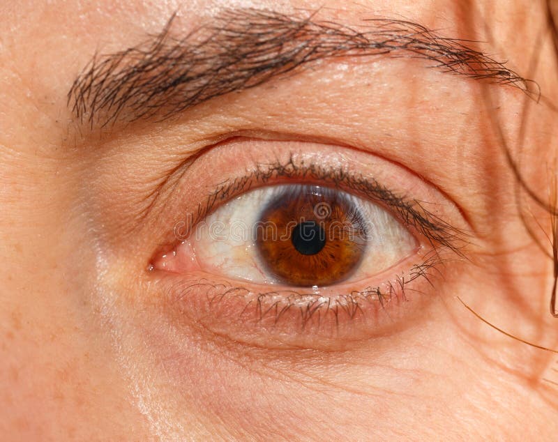 Close Up Image of Female Astonish Brown Eye Stock Image - Image of ...
