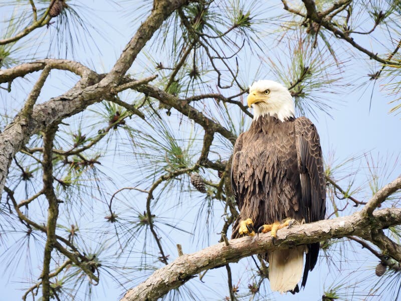 A Close-up Image of a Female Bald Eagle Perched in a Pine Tree Stock ...
