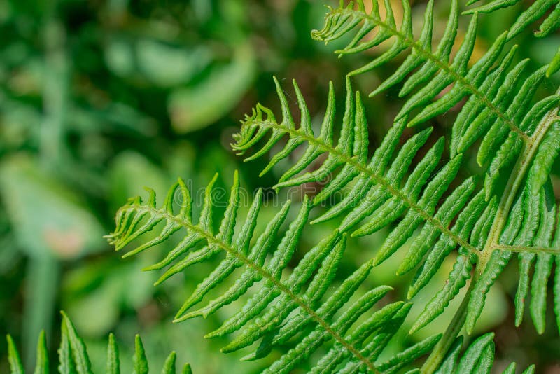 A Close Up Image of a Fern Frond Unfurling Stock Image - Image of ...