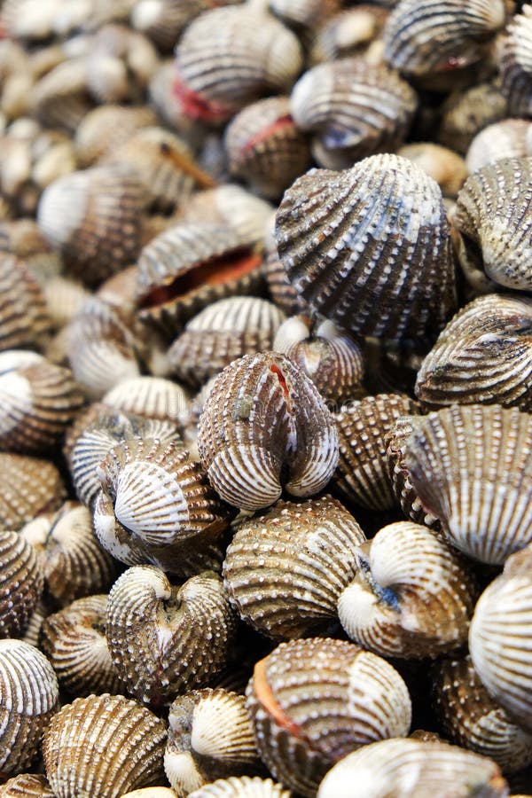 Fresh cockle in the market stock photo. Image of family - 129599930