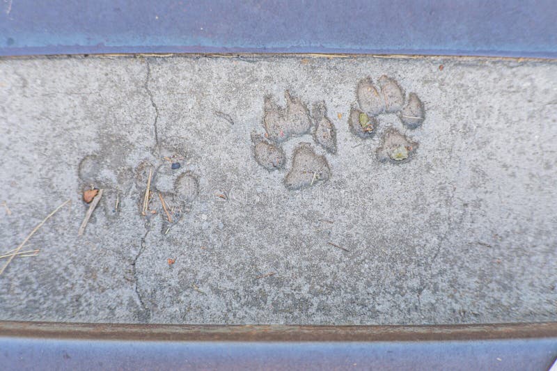 Close-up Image of Fresh Dog Paw Prints on a Flat, Urban Surface Stock ...