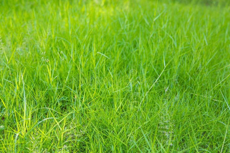 Close-up Image of Fresh Spring Green Grass . Stock Image - Image of ...