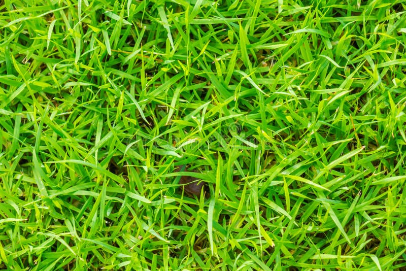 Close-up Image of Fresh Spring Green Grass . Stock Image - Image of ...