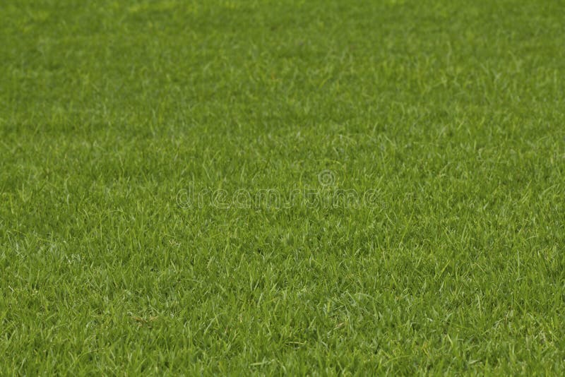 Close-up Image of Fresh Spring Green Grass . Stock Image - Image of ...