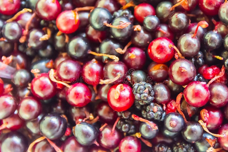 Close Up Image of Fresh Wild Red and Black Berry. Texture of Summer ...