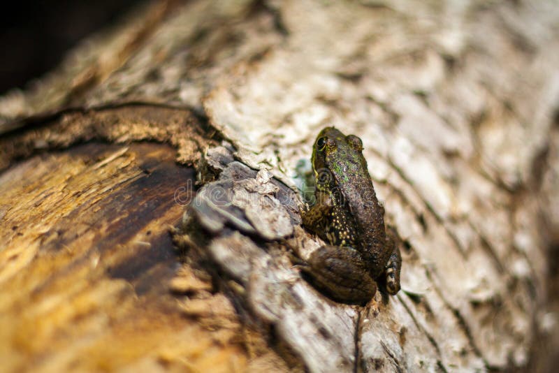 Frog on a Log, Close Up stock image. Image of forest - 104004675