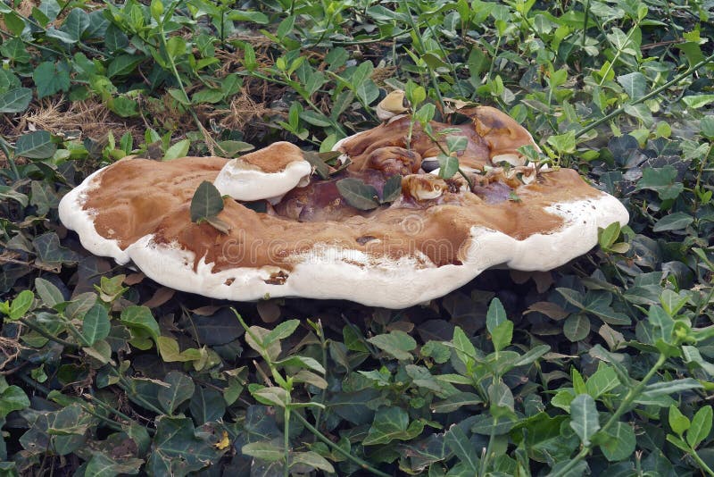 Close Up Image of Ganoderma Fungus Stock Photo - Image of mycological ...