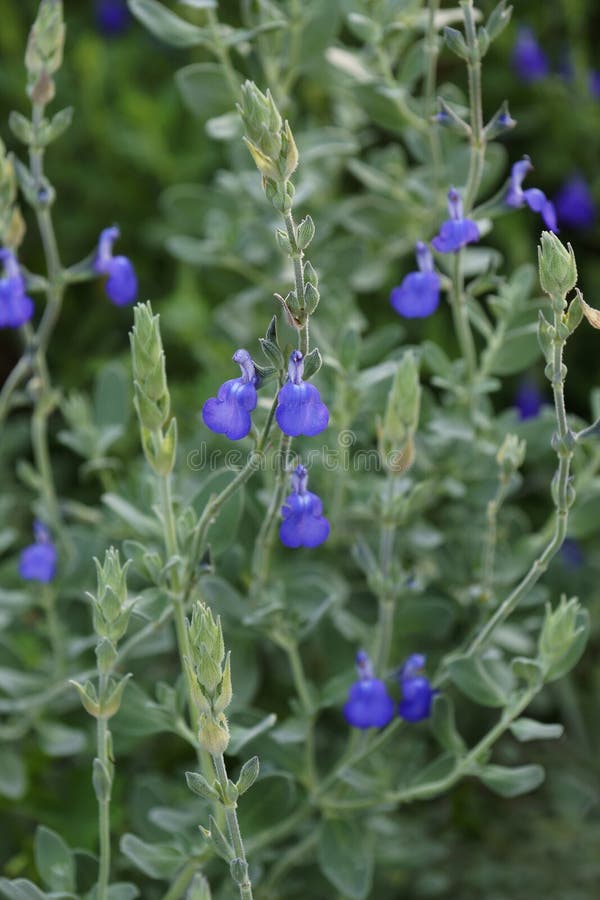 Germander Salvia Stock Photos - Free & Royalty-Free Stock Photos from ...